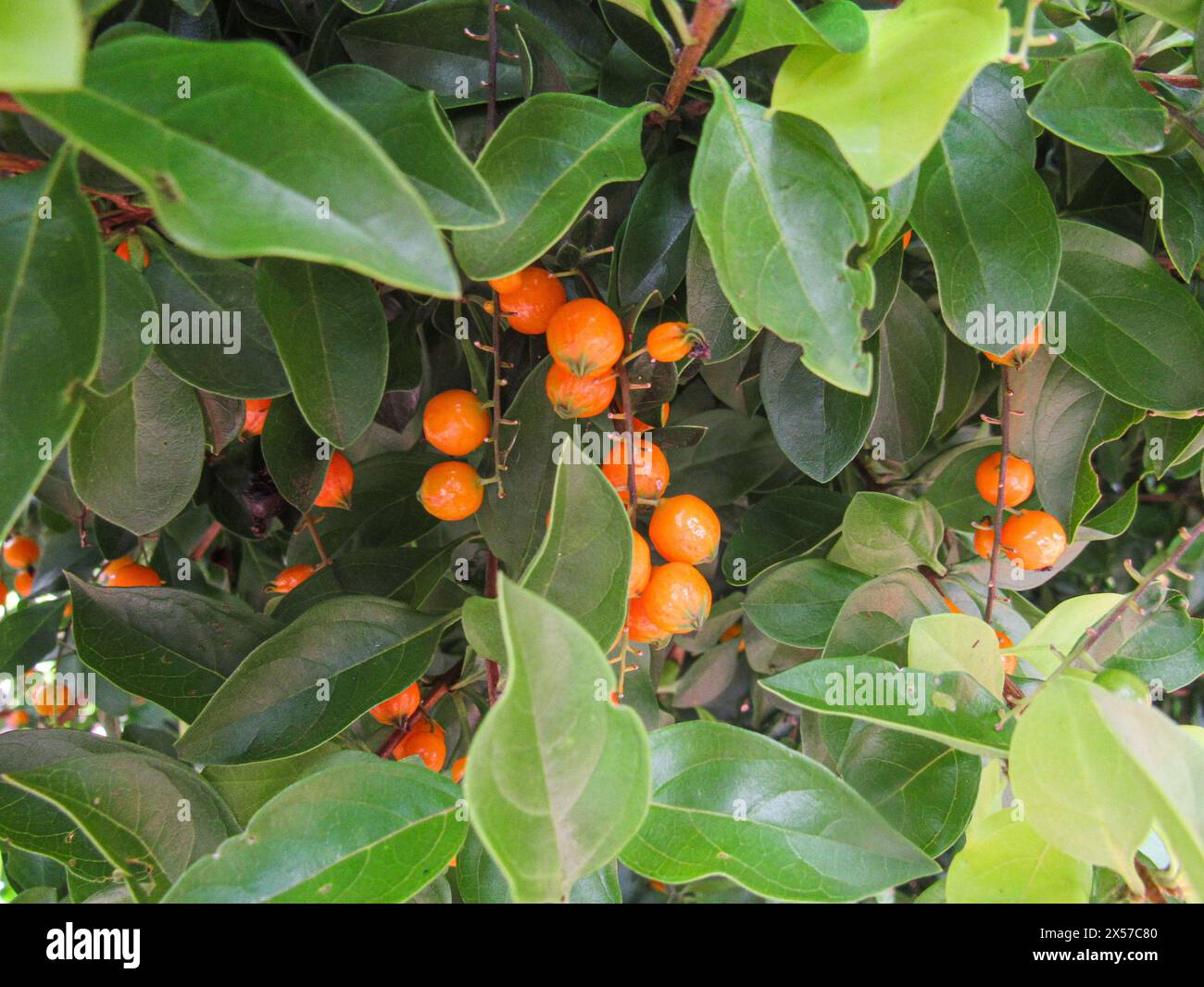 Campomanesia xanthocarpa, known as Tree Gabiroba, clusters of small ...