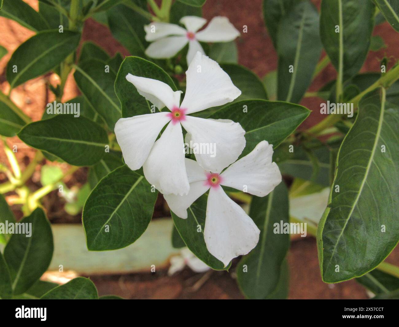 Annual vinca multiflora hi-res stock photography and images - Alamy