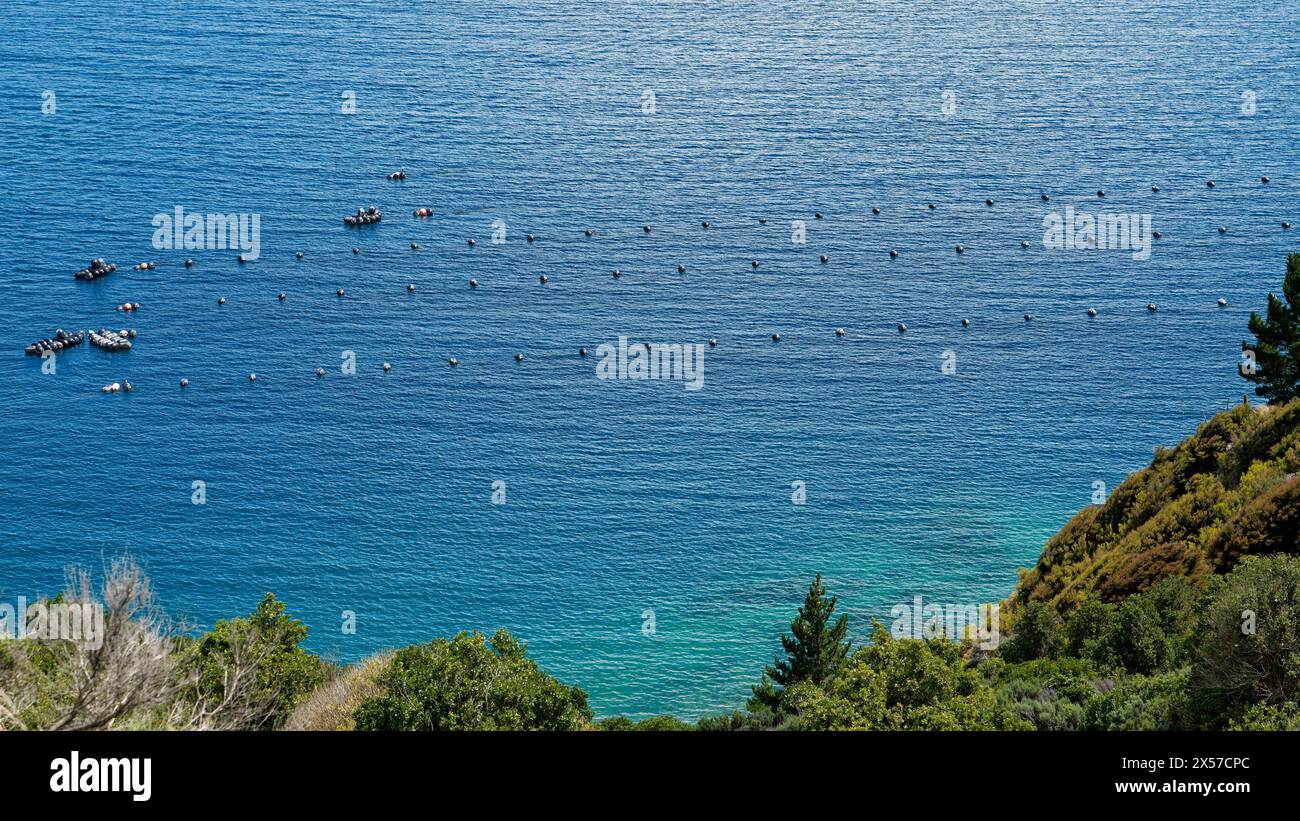 One of many mussel farms with lines of mussel floats in the Marlborough ...