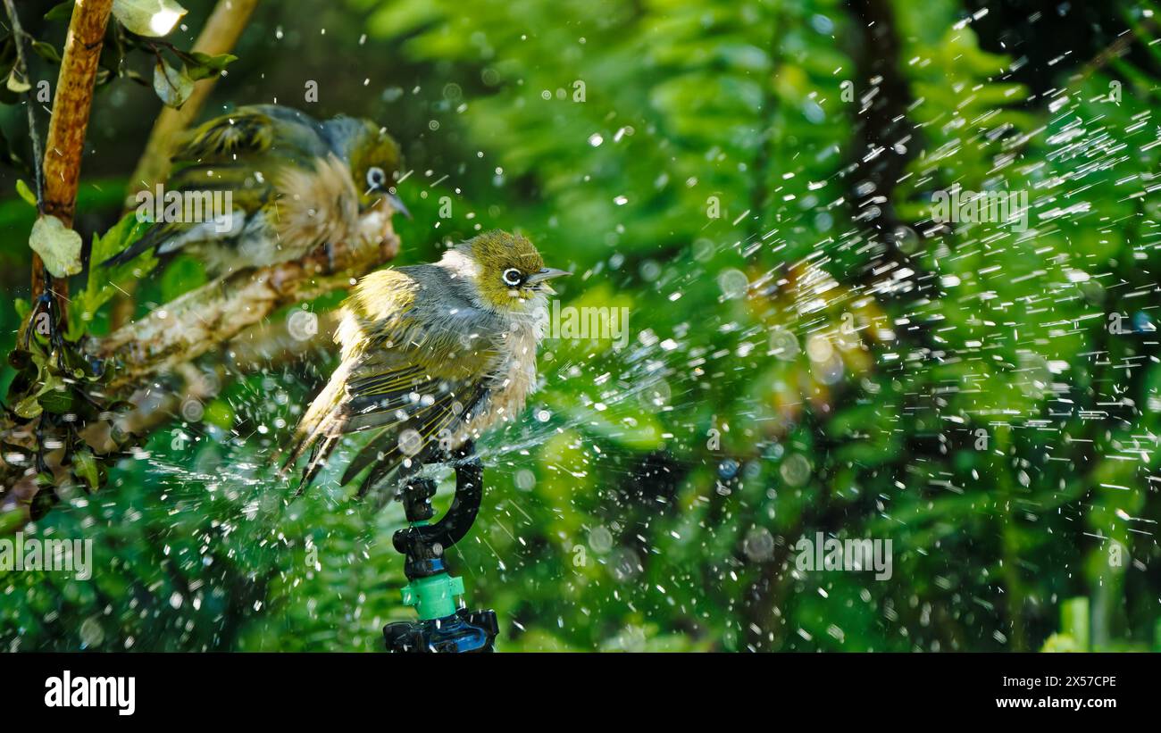 The silvereye / tauhou bathing on a garden irrigation sprinkler. Also ...