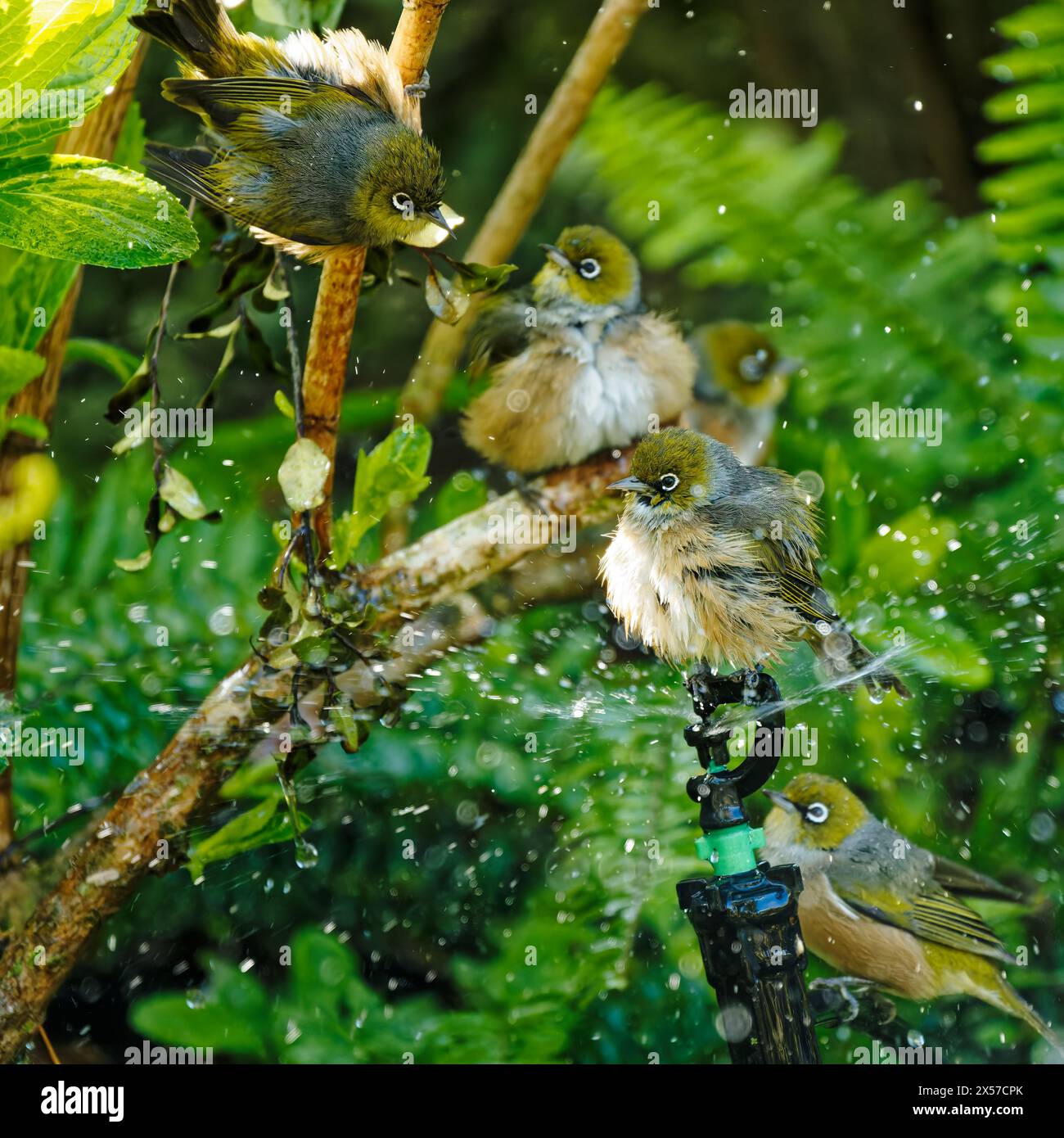 A group of silvereye / tauhou bathing on a garden irrigation sprinkler ...