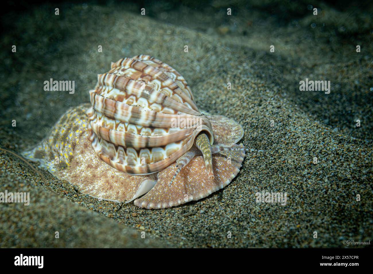 Harp snail in the sand of Dauin, Philippines Stock Photo - Alamy