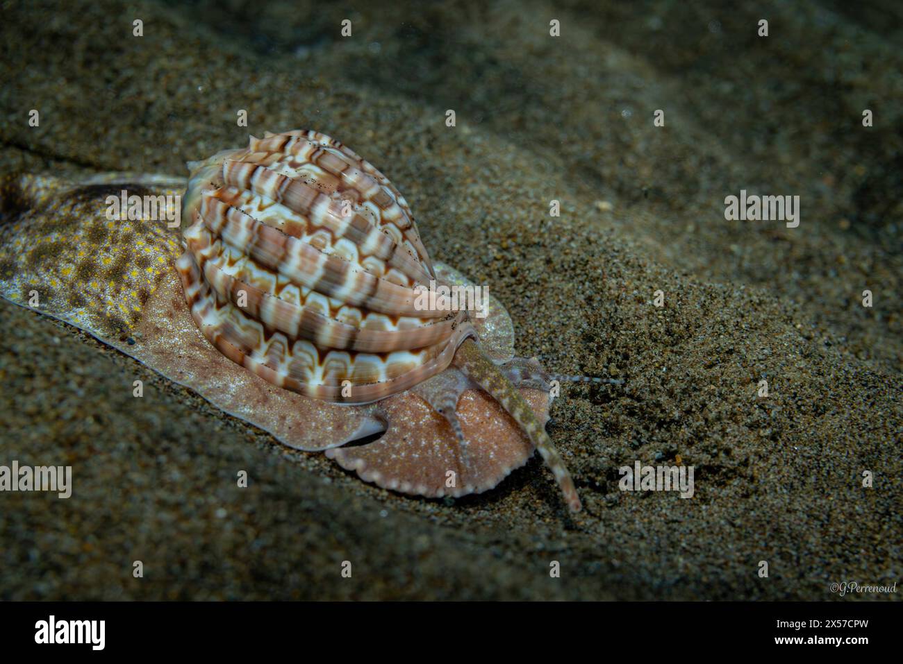 Harp snail in the sand of Dauin, Philippines Stock Photo - Alamy