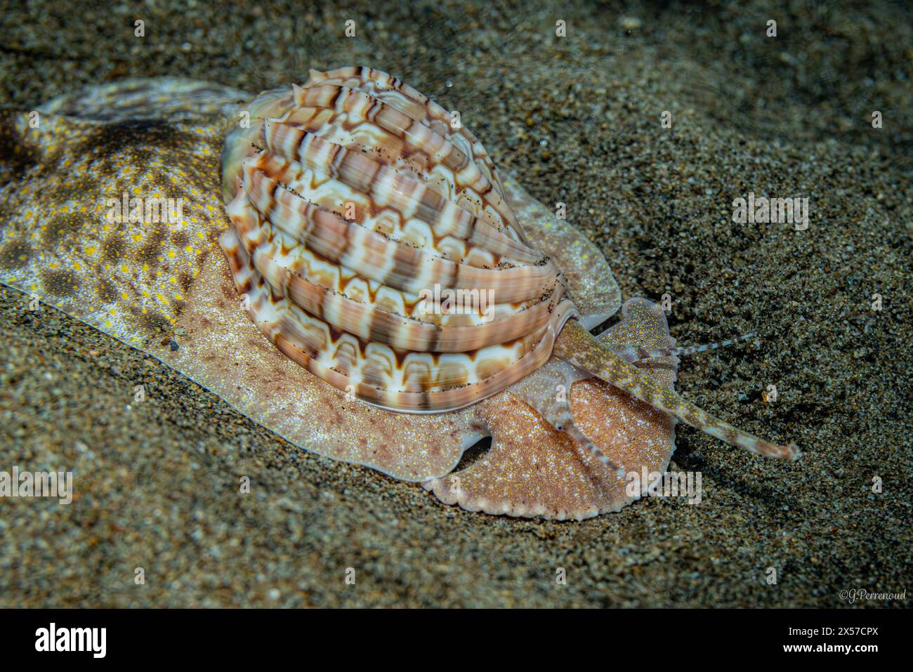 Harp snail in the sand of Dauin, Philippines Stock Photo - Alamy
