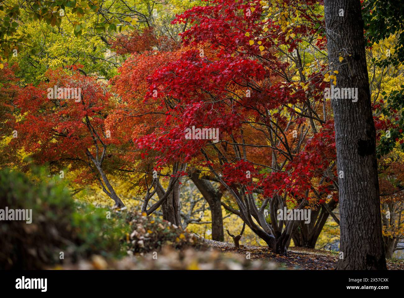 Autumn leaves vibrant colorful maple trees Stock Photo - Alamy