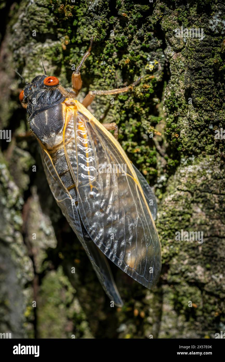 In the serene woods of Virginia, a remarkable spectacle unfolds as a ...