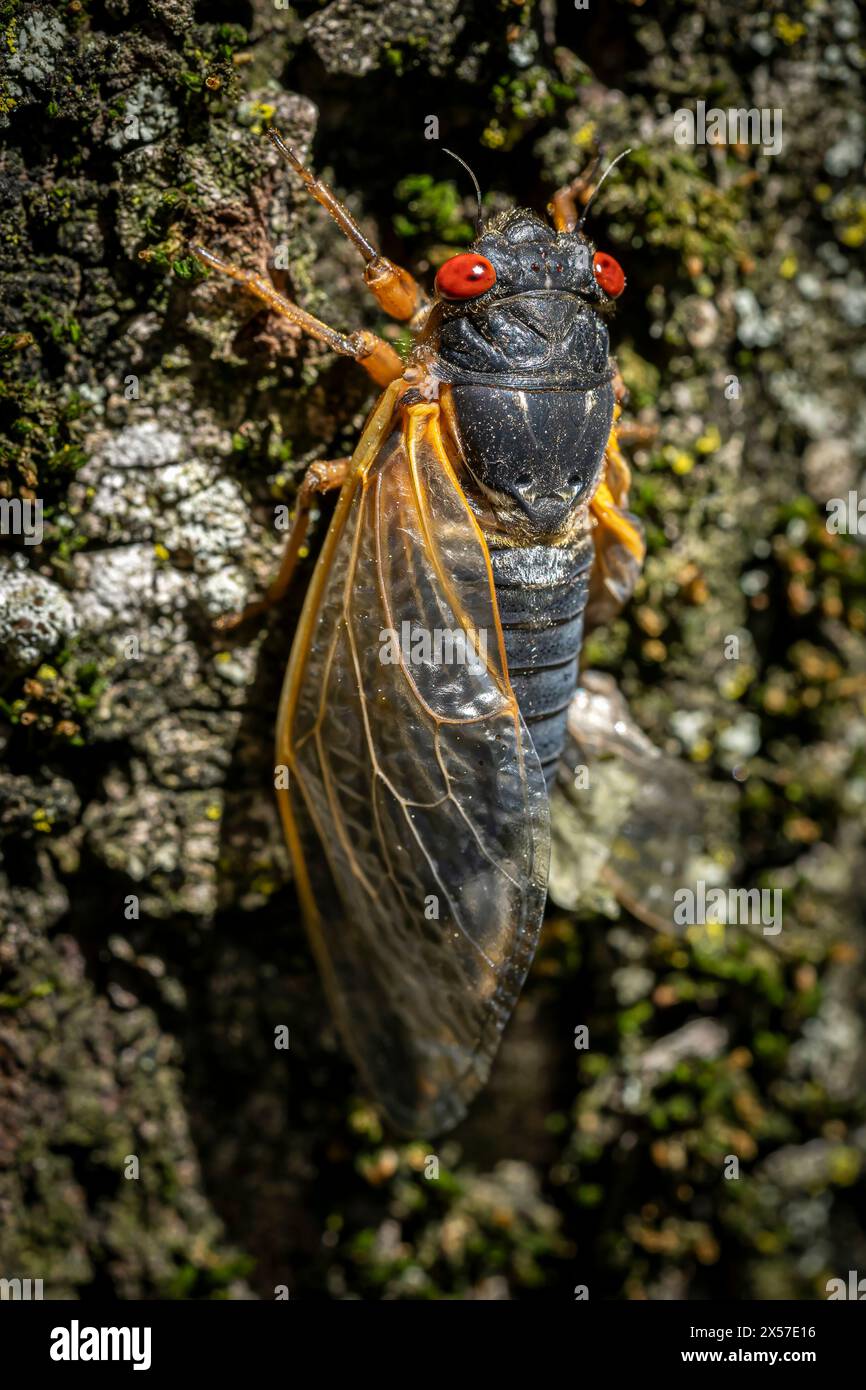 In the serene woods of Virginia, a remarkable spectacle unfolds as a ...