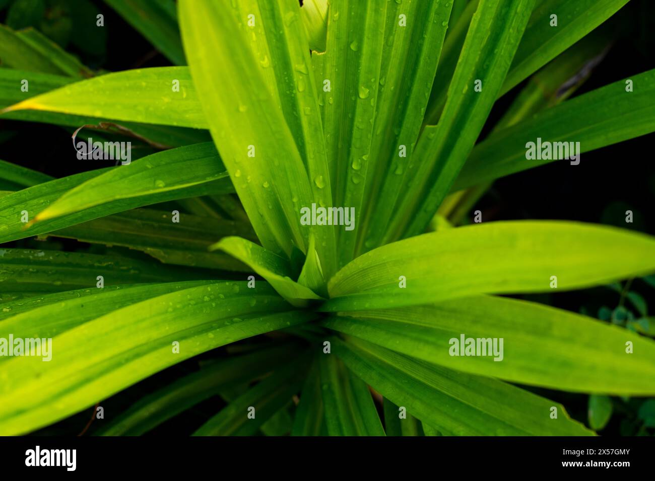 Close-up of the tropical plant. "Daun Pandan" is a group of monocot ...