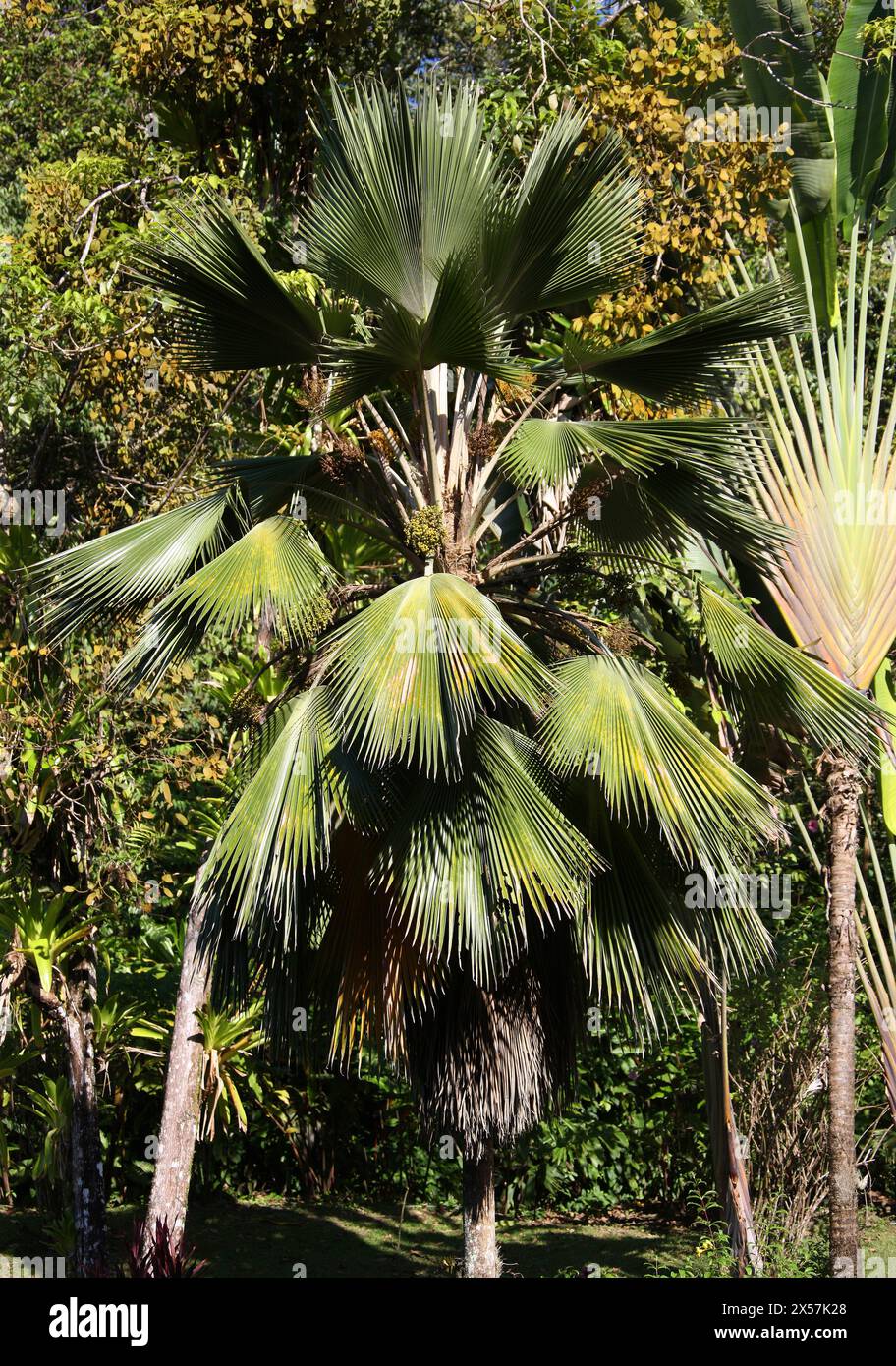 Chinese Windmill Palm, Windmill Palm or Chusan Palm, Trachycarpus ...