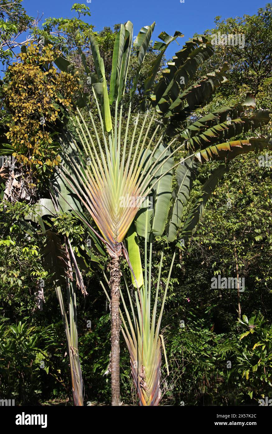 Traveller's Palm, Ravenala madagascariensis, Strelitziaceae. Manuel ...