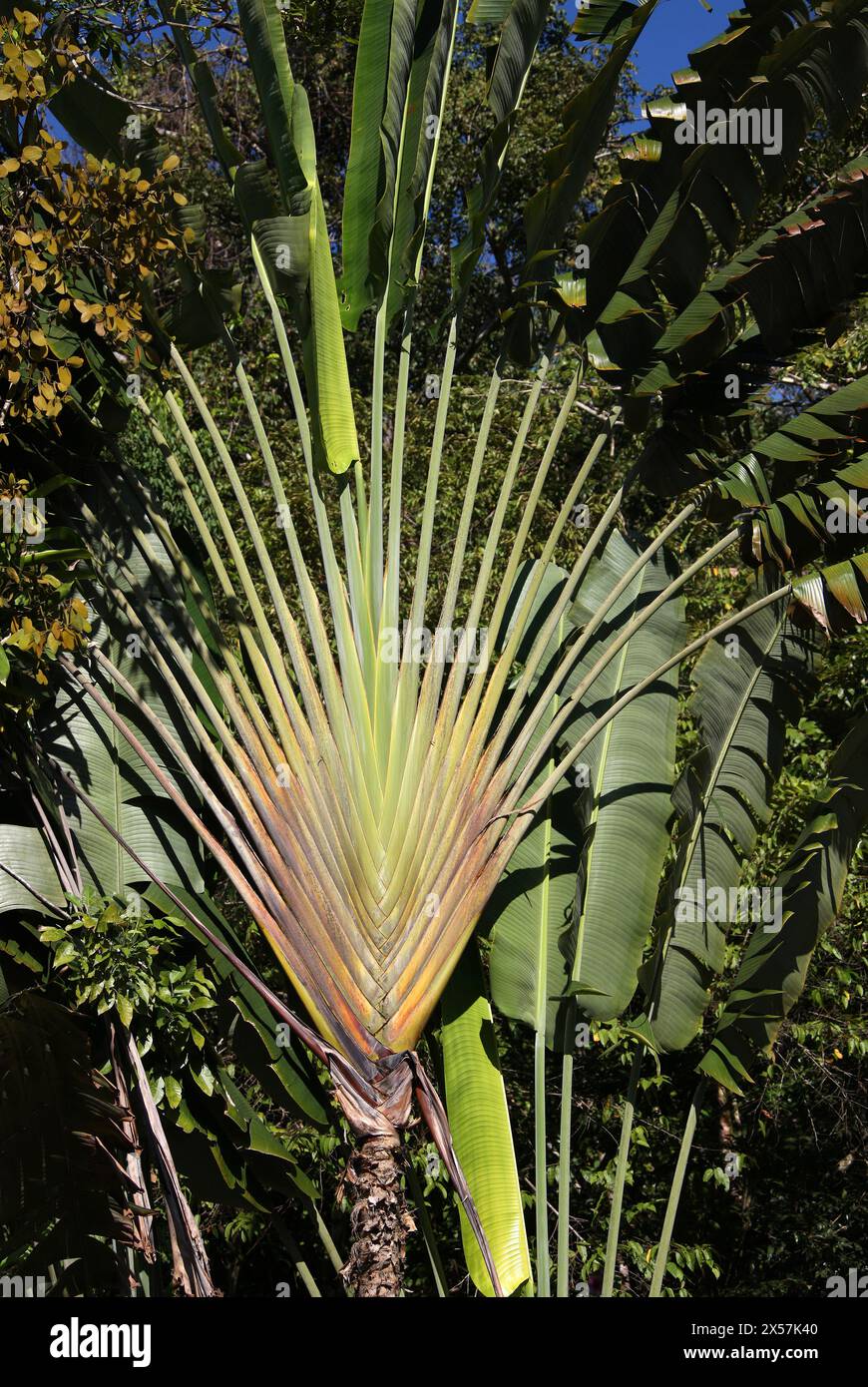 Strelitziaceae planta hi-res stock photography and images - Alamy