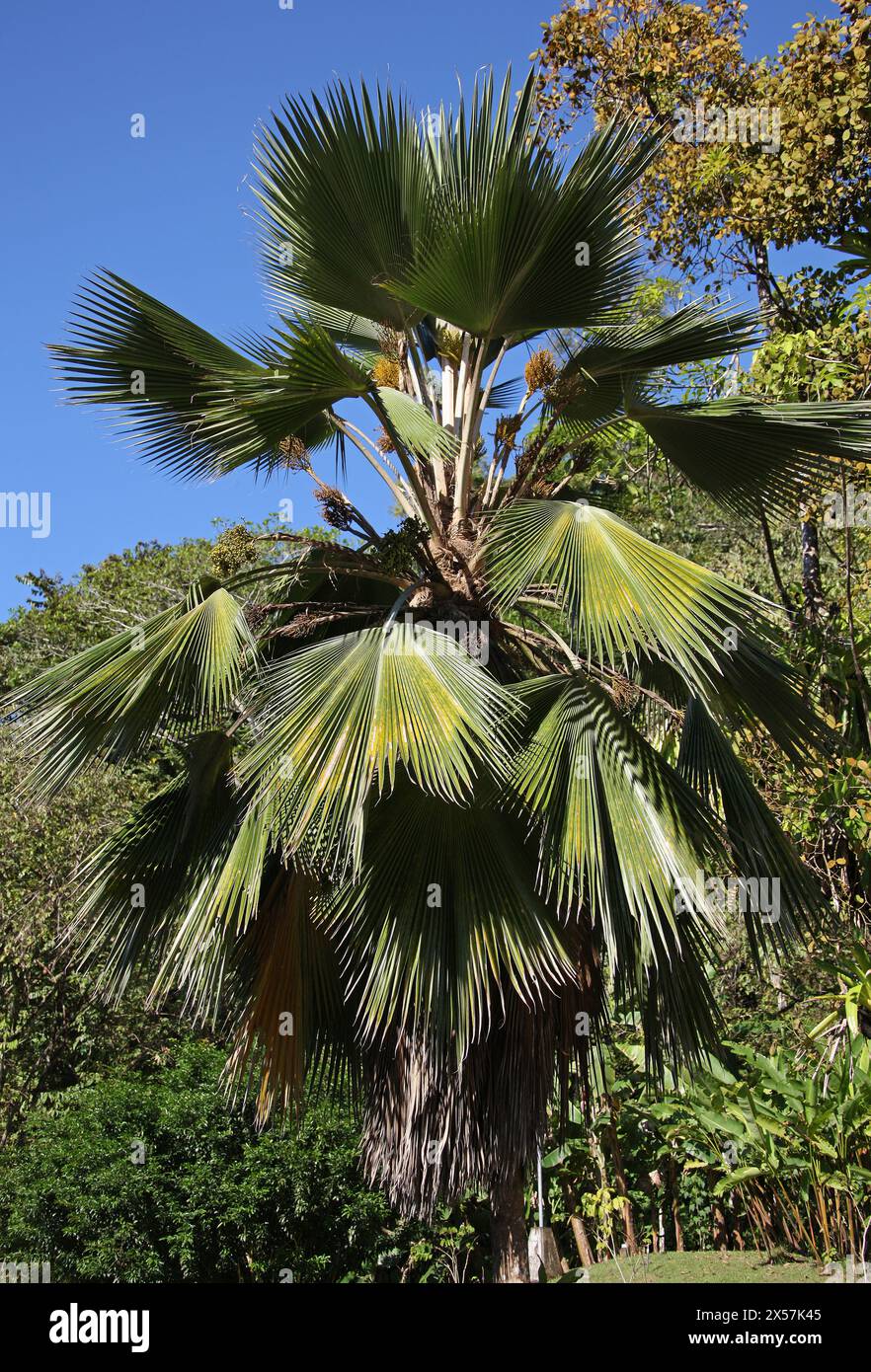 Chinese Windmill Palm, Windmill Palm or Chusan Palm, Trachycarpus ...
