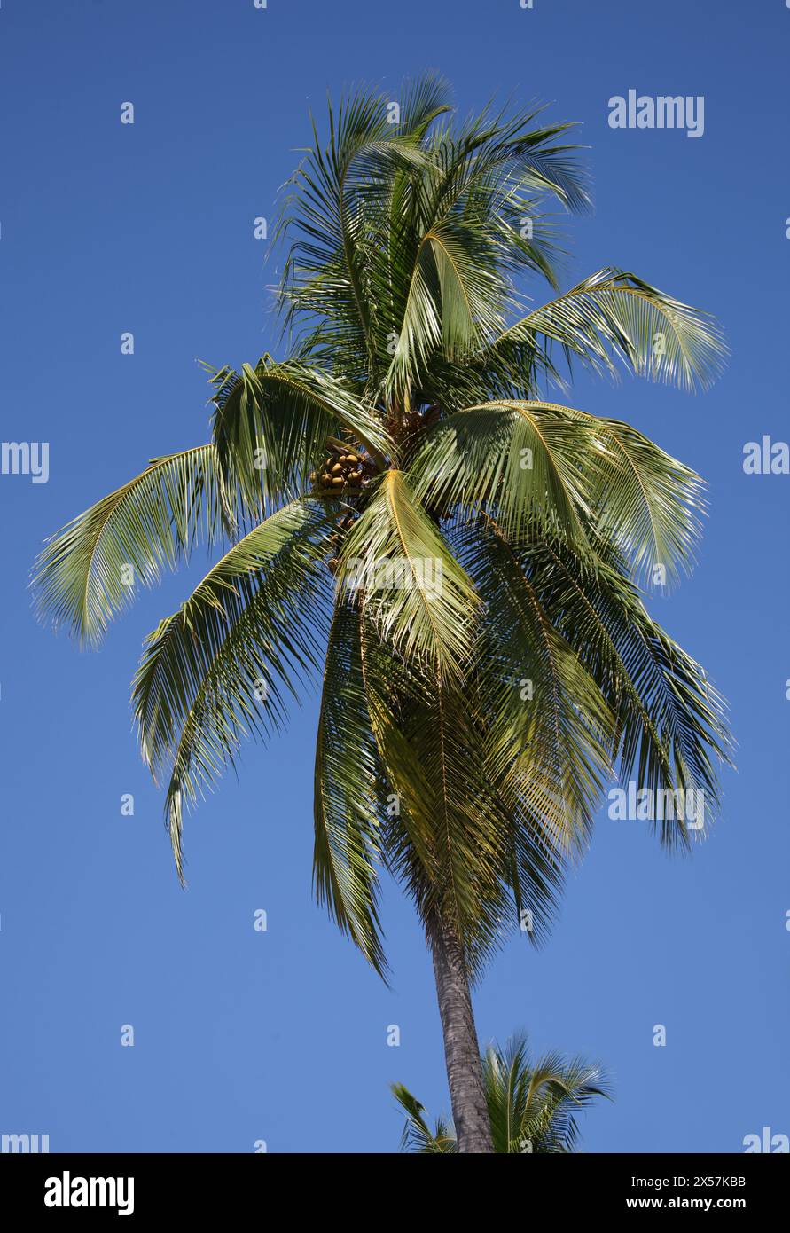 Coconut Palm, Cocos nucifera, Arecaceae, Palmae. Manuel Antonio, Costa ...