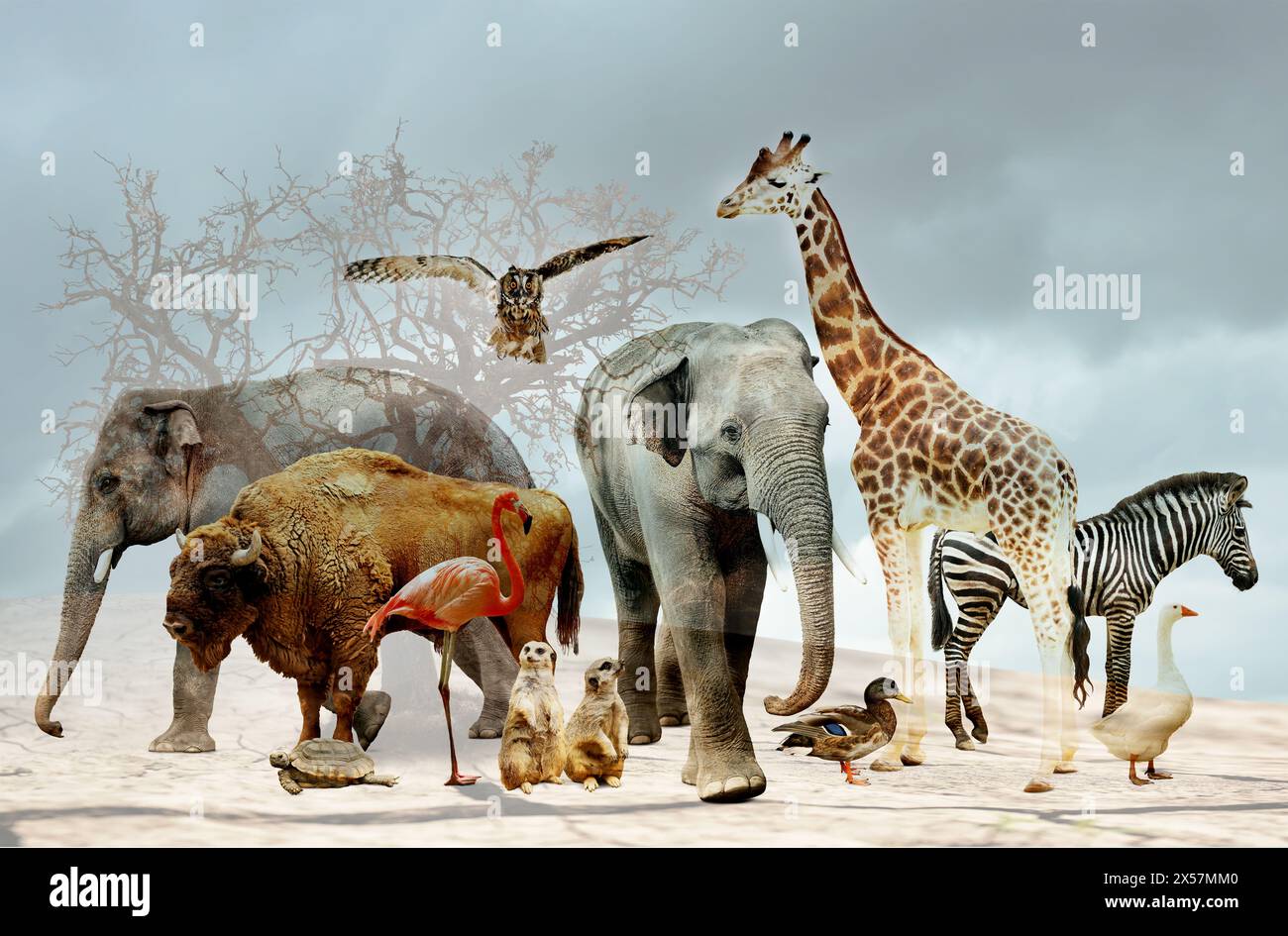 Double exposure of different animals and dry tree among parched soil ...