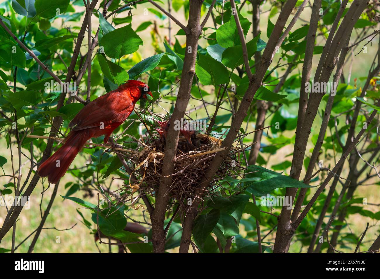 Wildlife Scene of Male Northern Cardinal Cardinalis cardinalis Bird ...