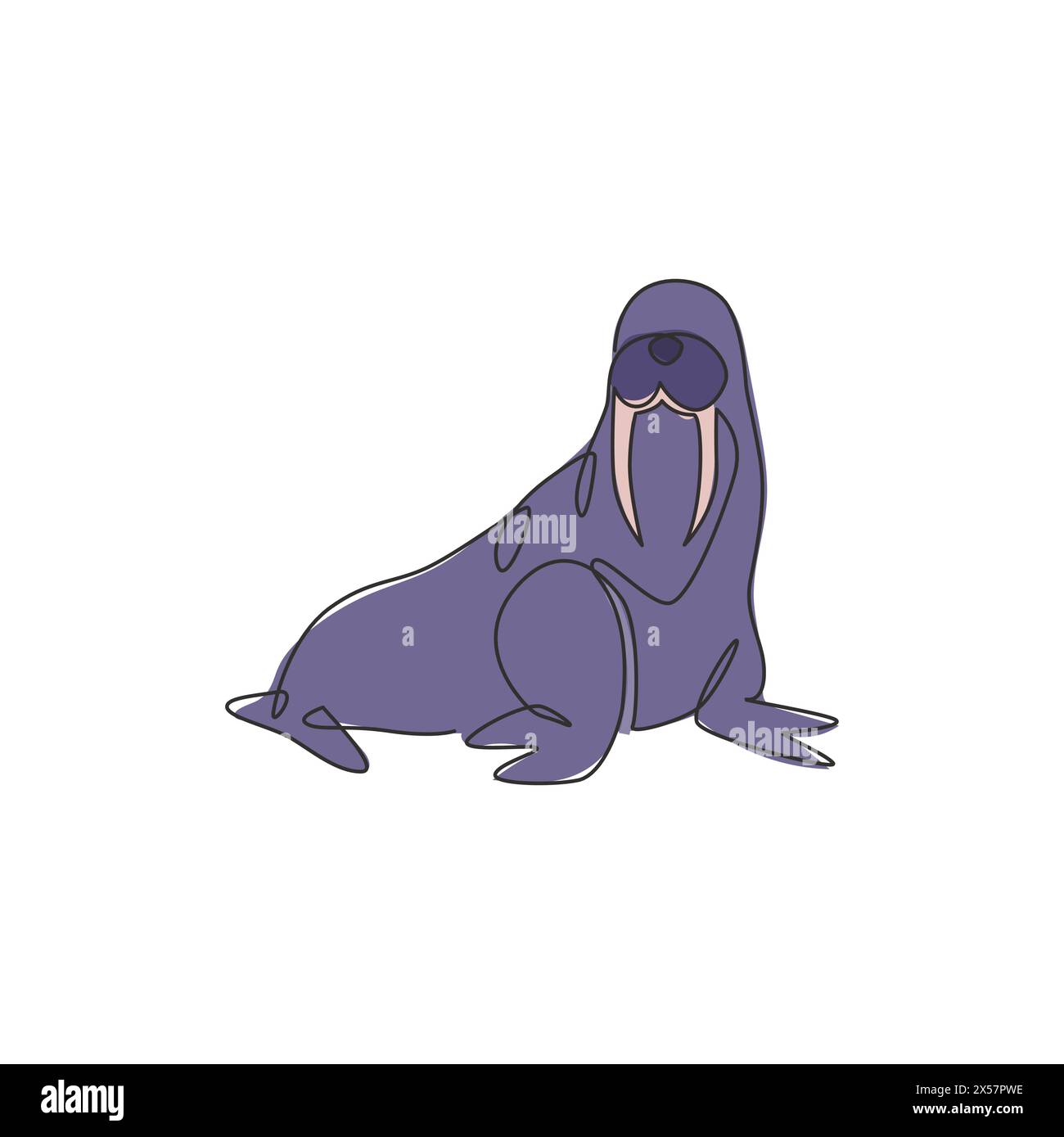 Walrus
