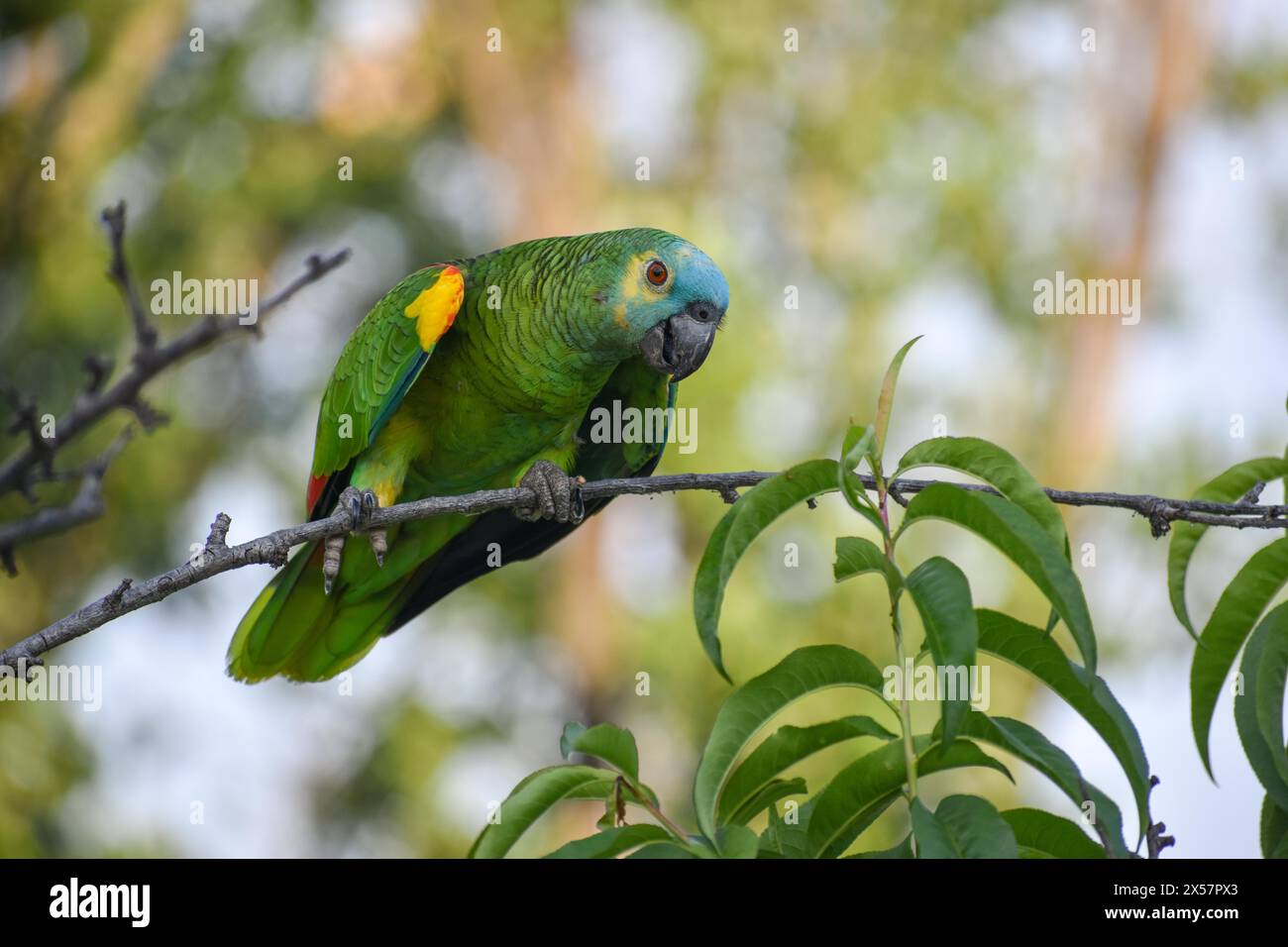 Blue-fronted amazon (Amazona aestiva) in the wild, seen in Buenos Aires ...
