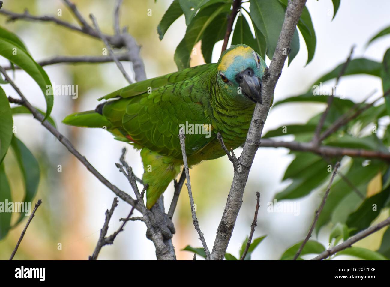 Blue-fronted amazon (Amazona aestiva) in the wild, seen in Buenos Aires ...
