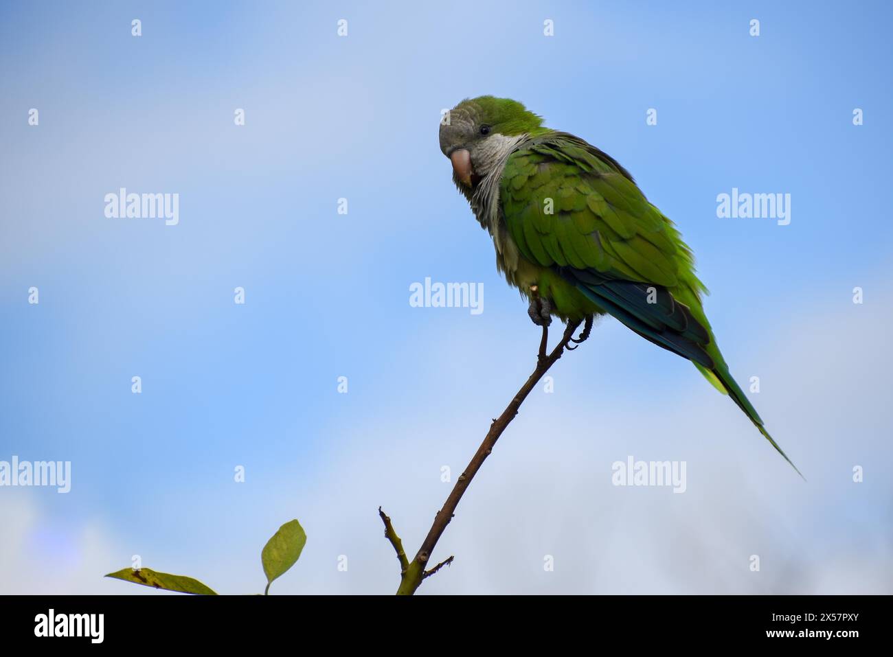 A Monk Parakeet (Myiopsitta monachus) in the wild, Buenos Aires ...