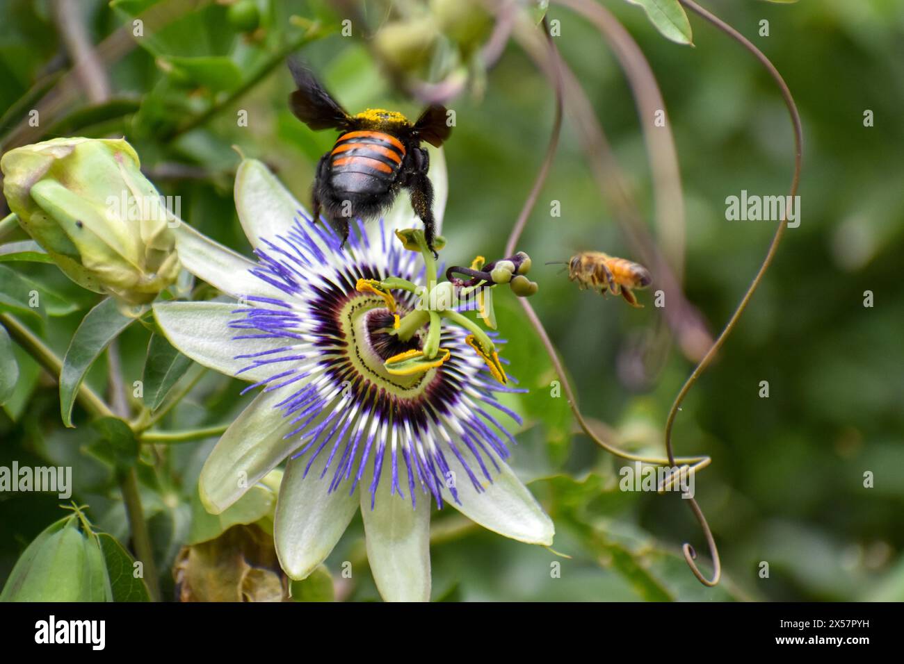 Passion-flower (Passiflora) with a Bumblebee and a Bee, seen in Buenos ...
