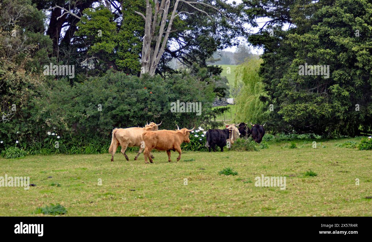 Cattle in a tree lined paddock Stock Photo - Alamy