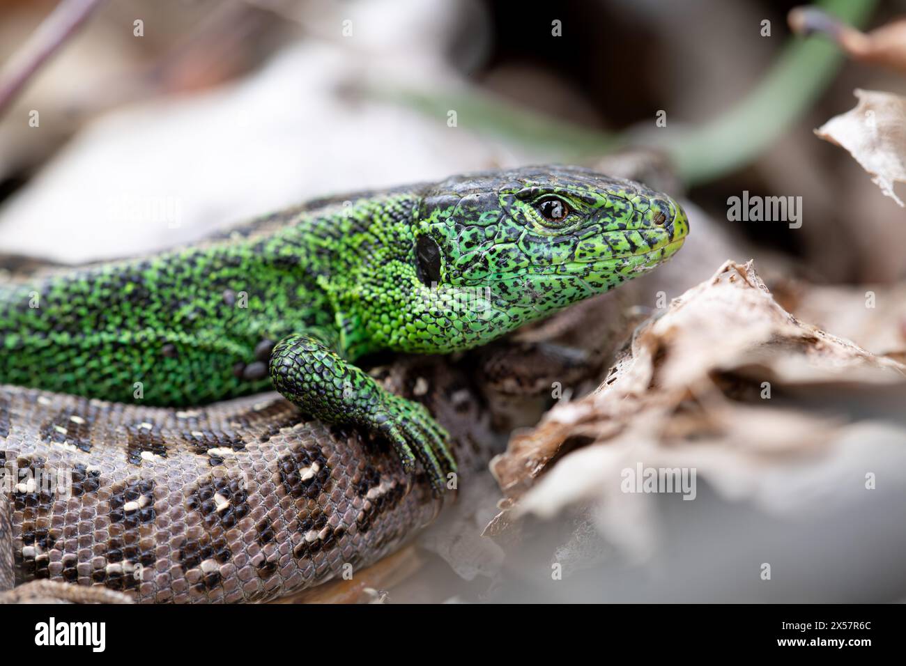 Sand lizard (Lacerta agilis), male on female animal in close-up, Wahner ...