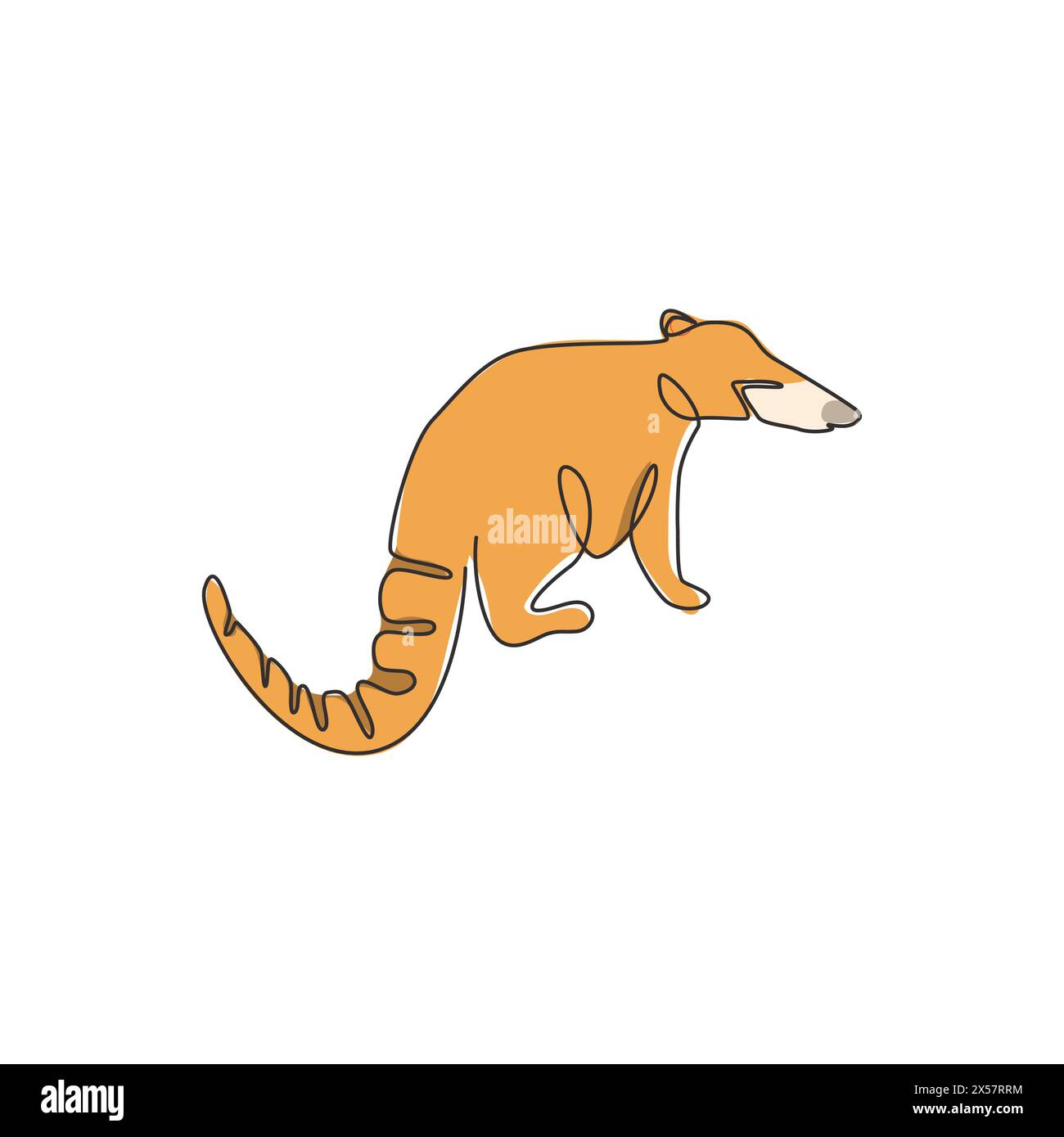 Coatis Stock Vector Images - Alamy