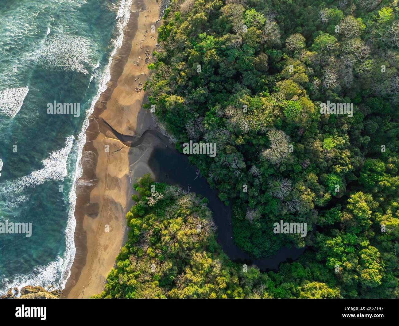 Aerial view, top-down, rainforest, sandy beach and coast with waves ...