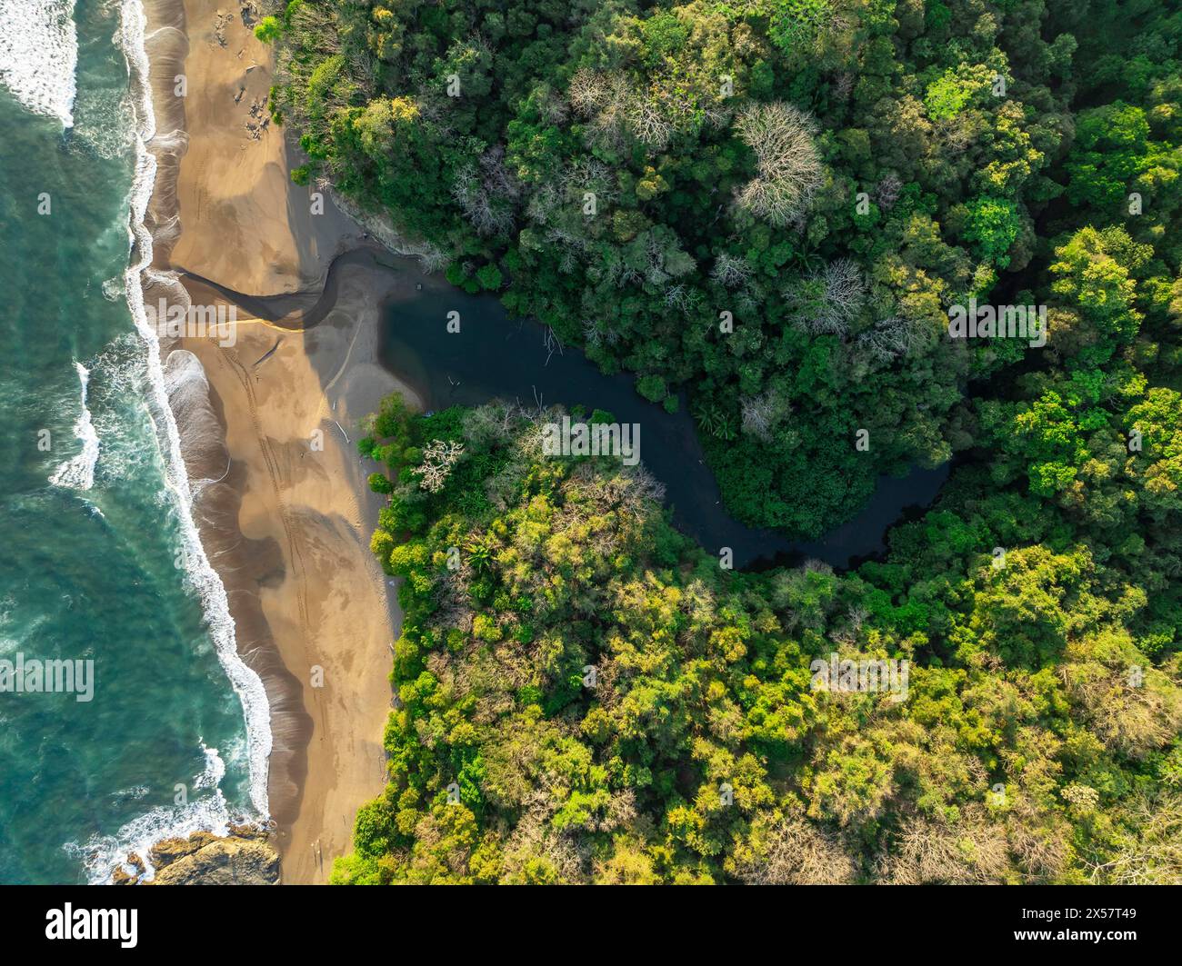 Aerial view, top-down, rainforest, sandy beach and coast with waves ...