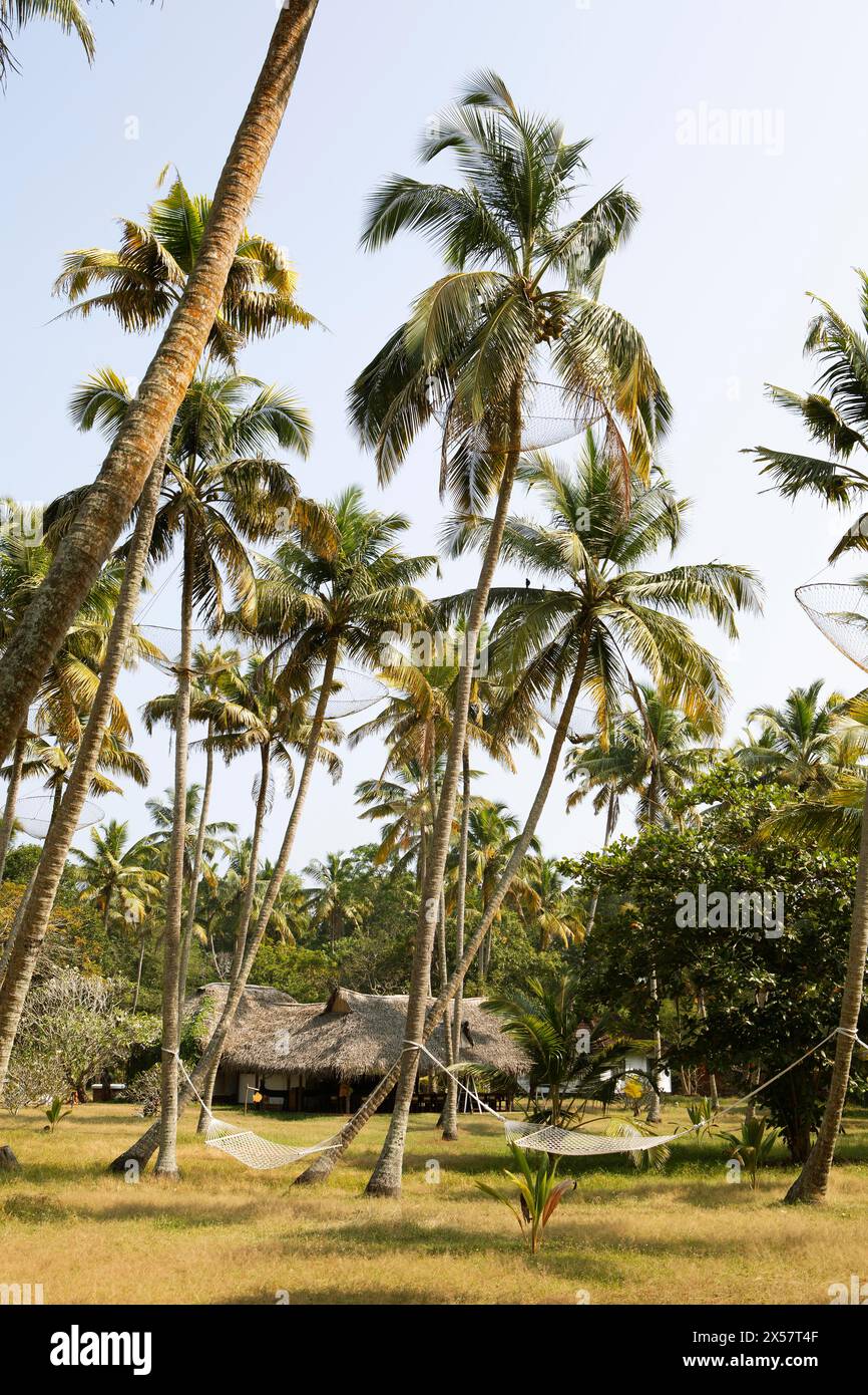 Coconut palms at Marari Beach Resort, Mararikulam, Alleppy, Kerala ...