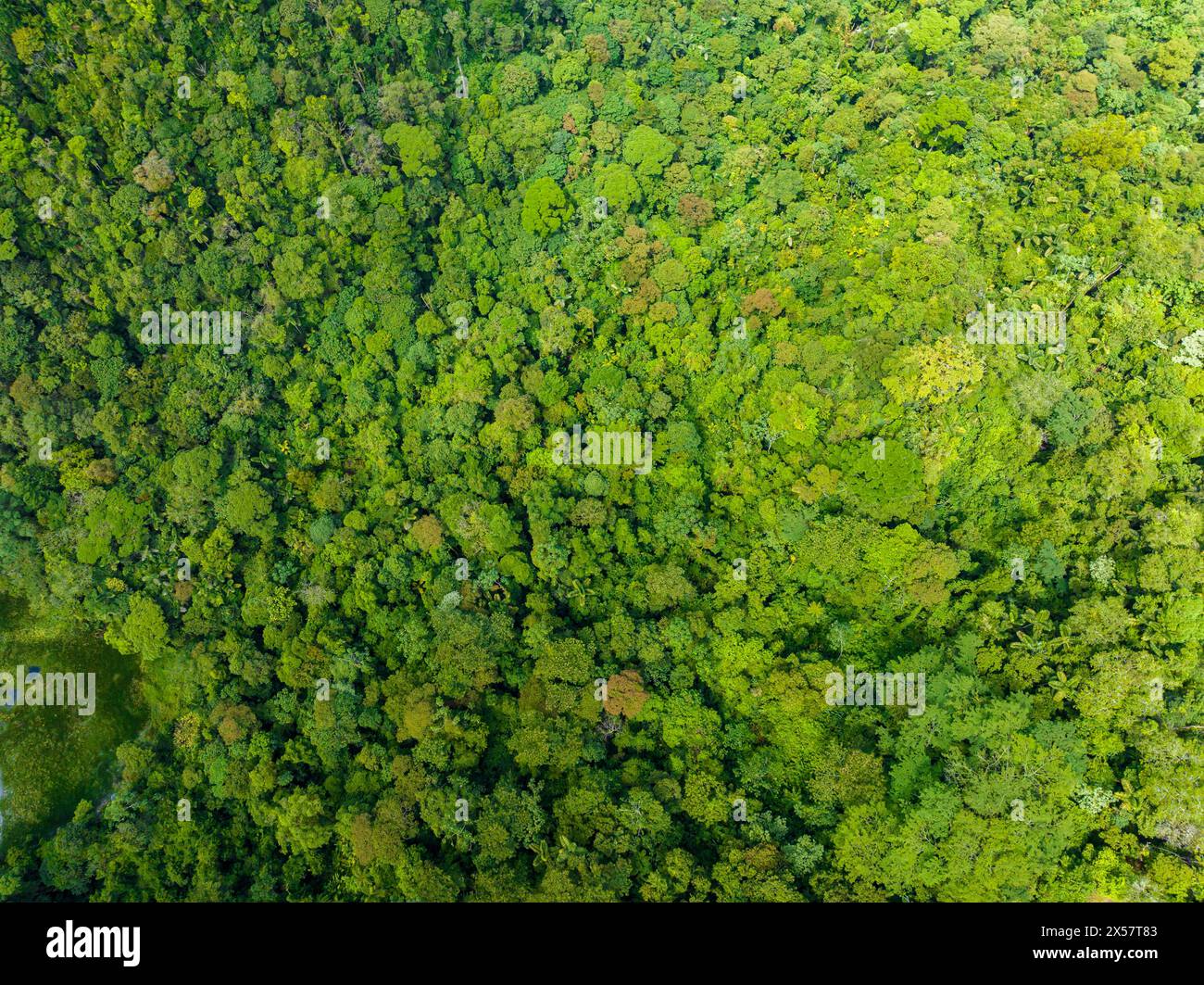 Aerial view, top-down, rainforest, Alajuela province, Costa Rica Stock ...