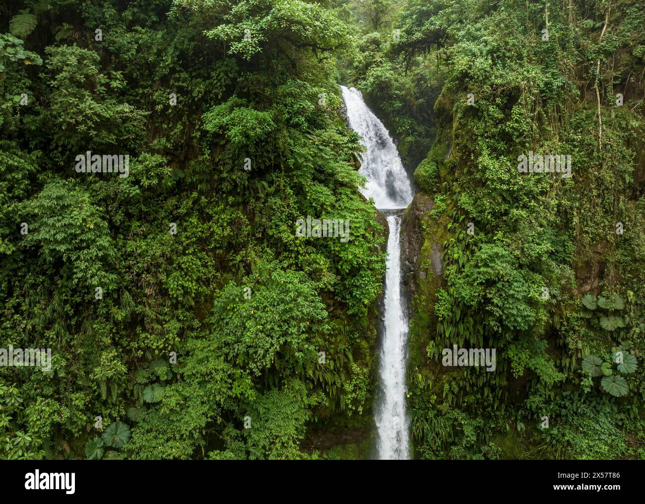 Aerial view, waterfall in the rainforest, Catarata de la Paz, La Paz Waterfall Gardens Nature ...