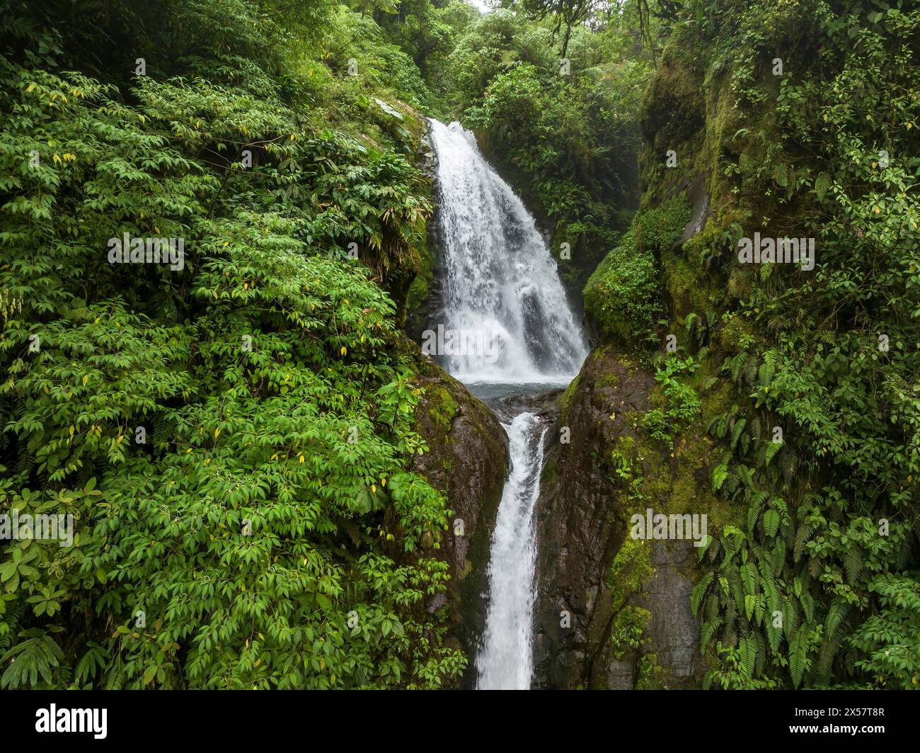Aerial view, waterfall in the rainforest, Catarata de la Paz, La Paz Waterfall Gardens Nature ...