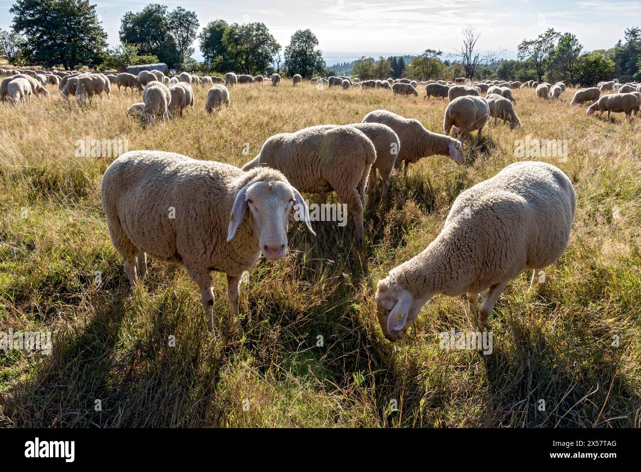 Tertiary animals hi-res stock photography and images - Alamy