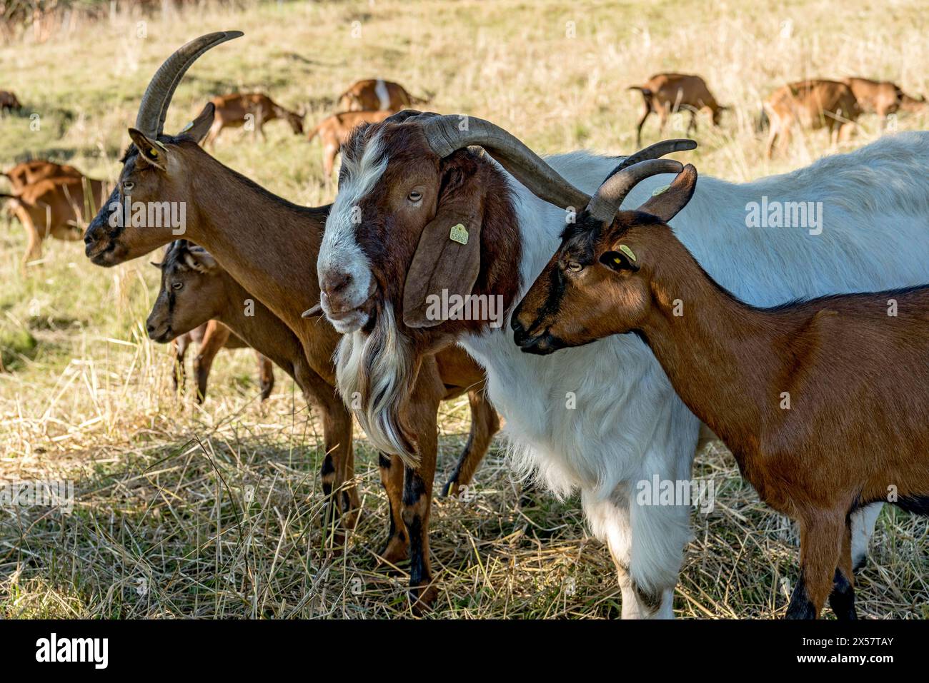 Mating goats hi-res stock photography and images - Alamy