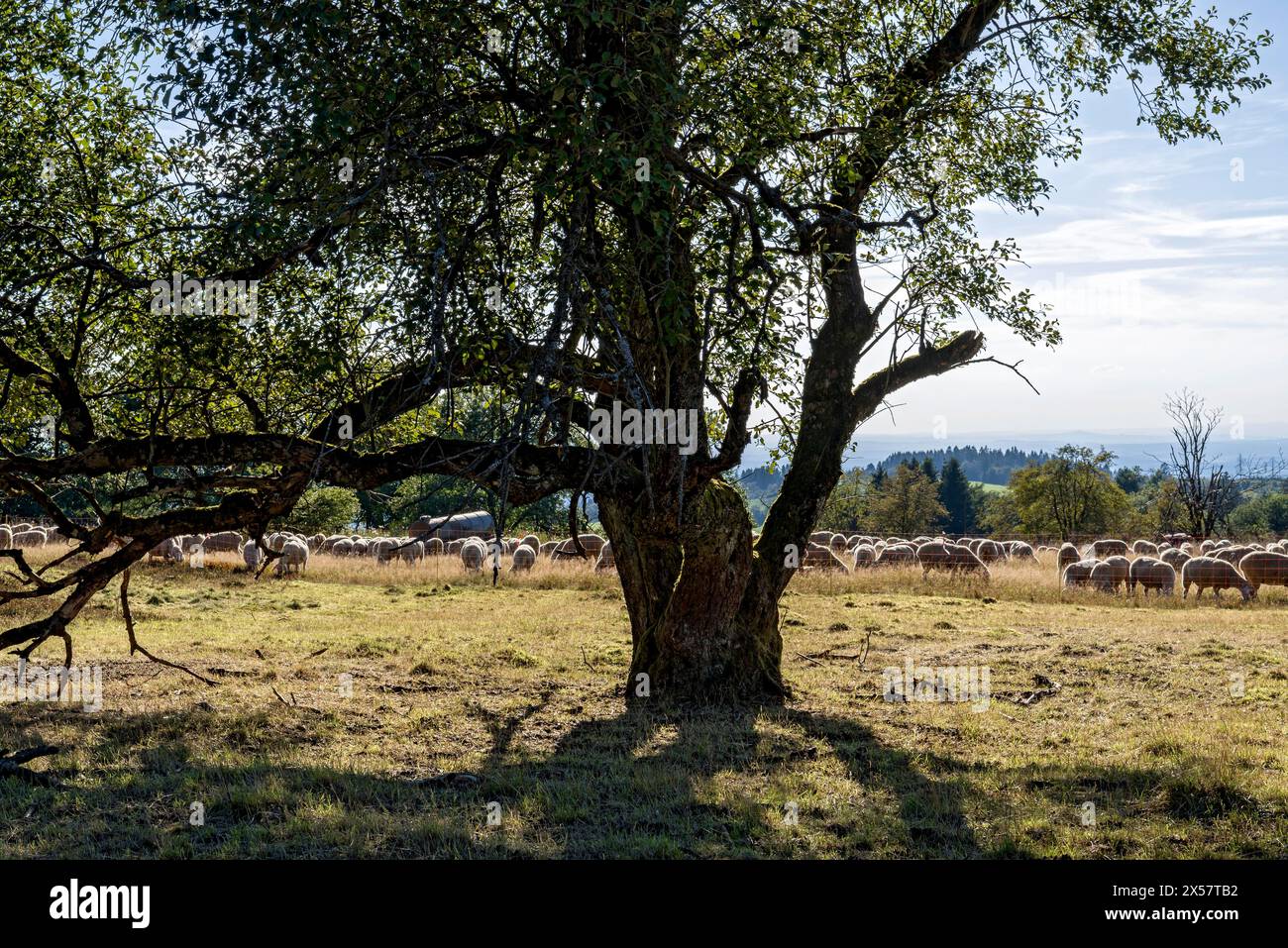 Goat willow, Sal goat willow (Salix caprea), domestic sheep (Ovis ...