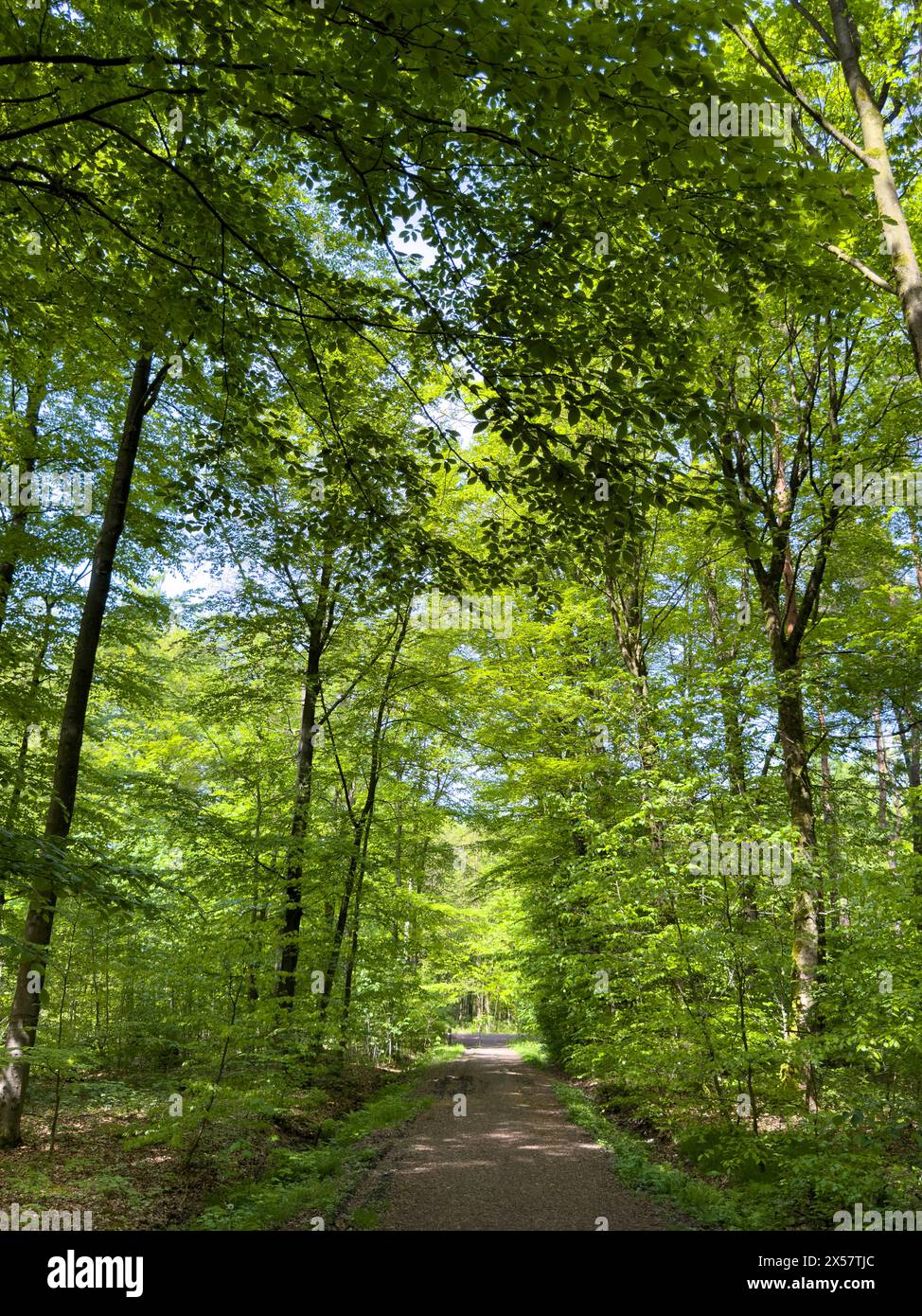 Forest path through beech forest beeches (Fagus) trees deciduous trees ...