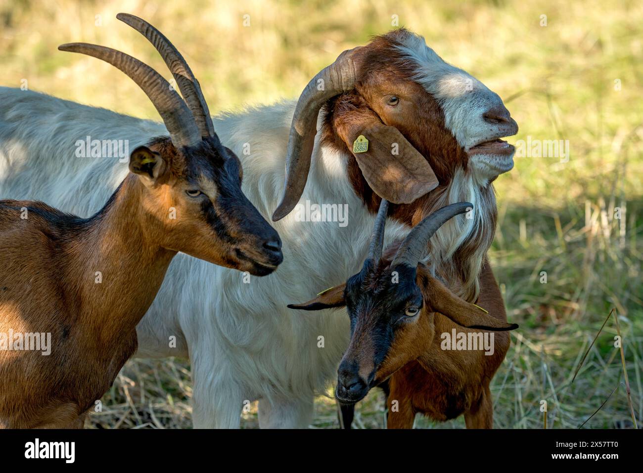 Mating goats hi-res stock photography and images - Alamy