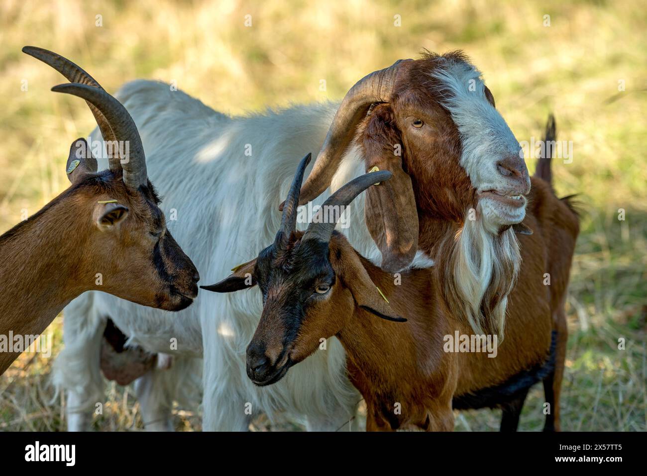 Mating goats hi-res stock photography and images - Alamy
