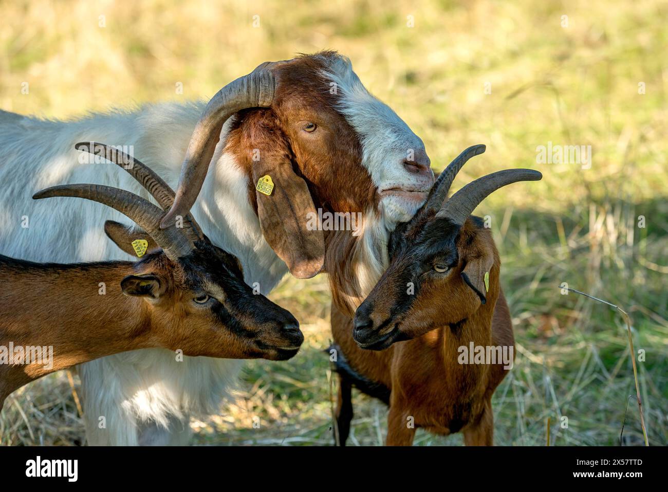 Goats (Capra), Boer goats, goats courting buck with long beard, scent ...