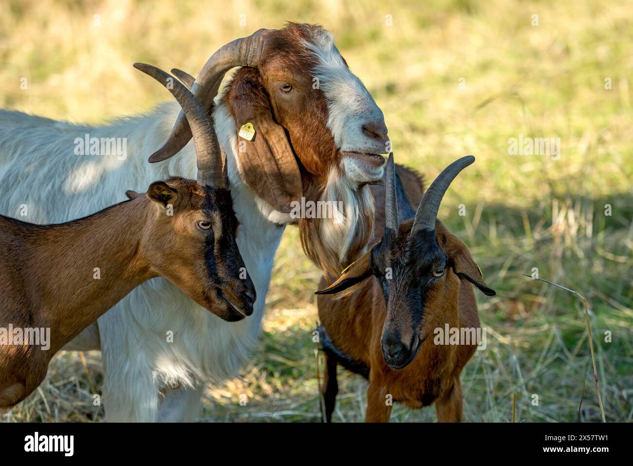Goats (Capra), Boer goats, goats courting buck with long beard, scent ...