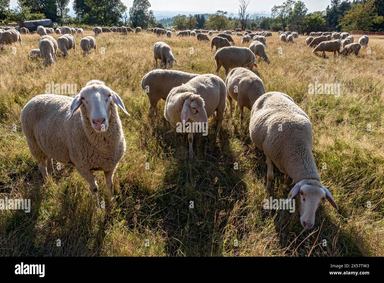 Tertiary animals hi-res stock photography and images - Alamy