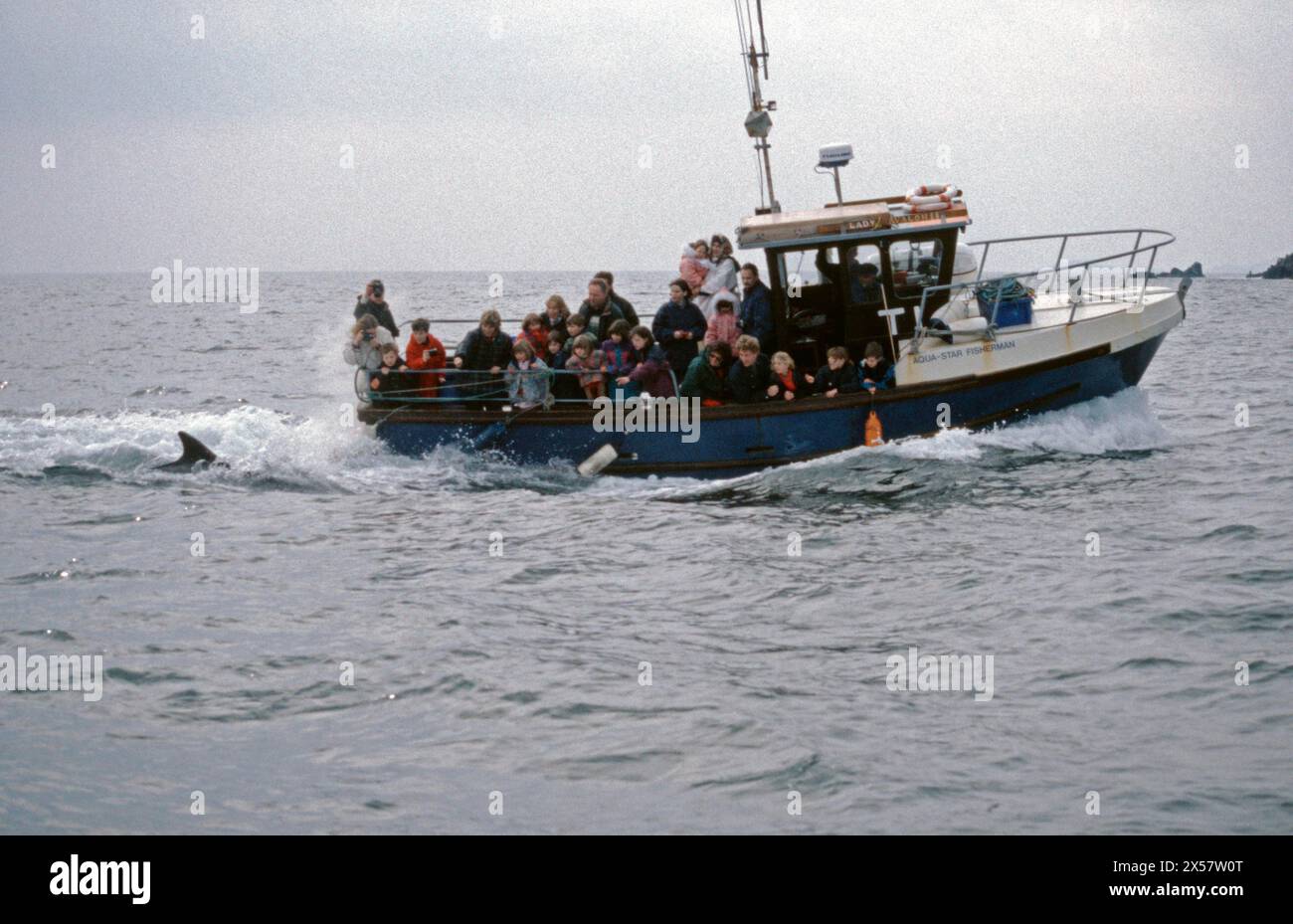 Dolphin tour, Dolphin, fin, people, tour boat, Dolphin, Dolphin ...