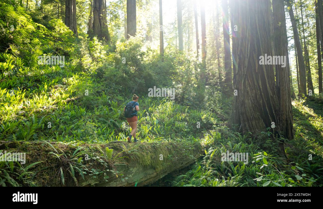 Hiker Crosses Fallen Giant Tree In Redwood Forest in Summer Stock Photo ...