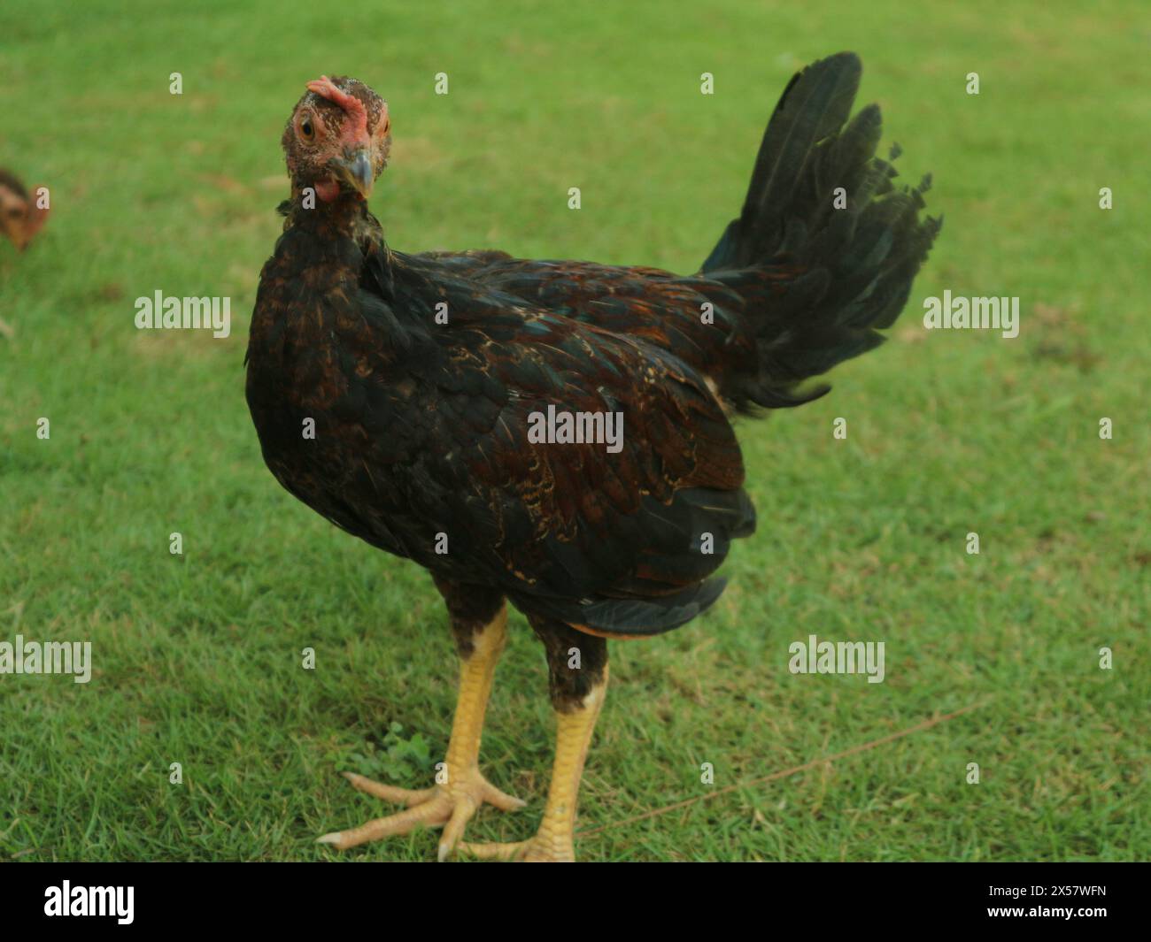 Up close, the local male chicken is red and black Stock Photo - Alamy