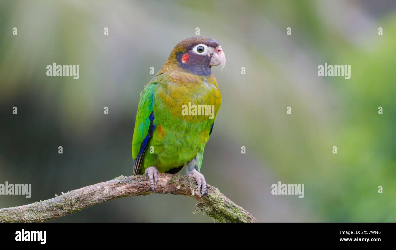 brown-hooded parrot on a branch and facing the camera Stock Photo - Alamy