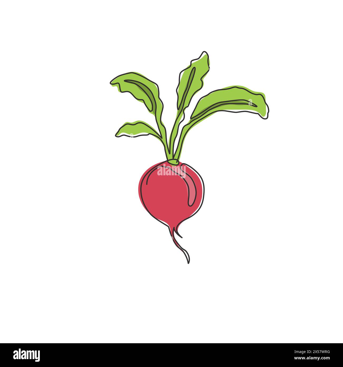 One single line drawing of whole healthy organic red radish for farm ...