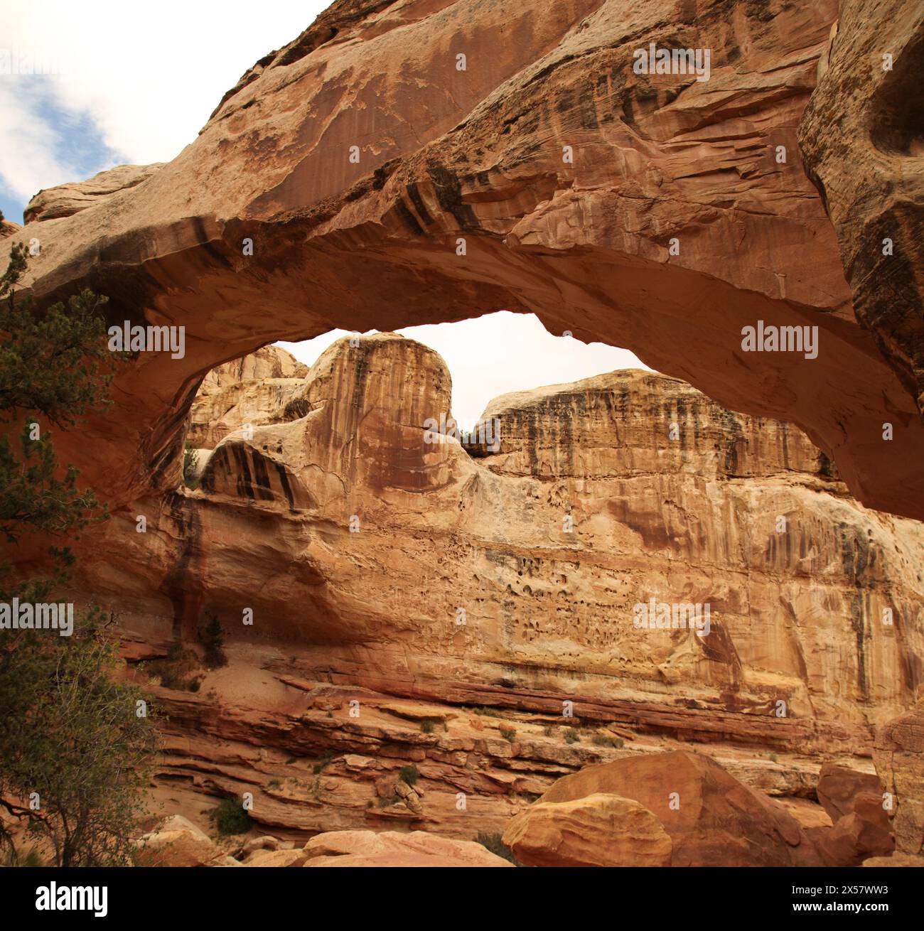 Hickman bridge capitol reef spring hi-res stock photography and images ...