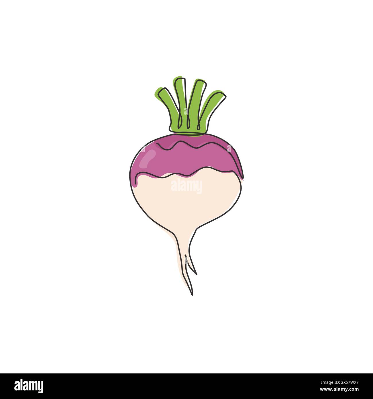 Turnip Illustration