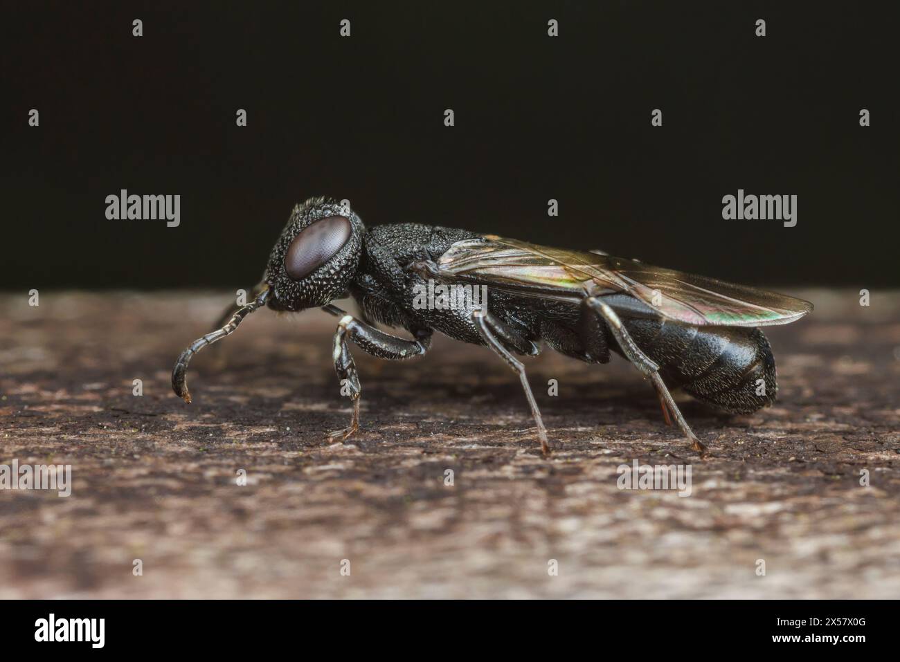 A female Parasitic Wood Wasp (Orussus minutus) oviposits into a dead ...